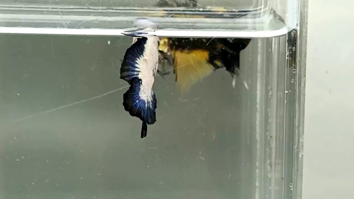 RBG (🔥 READYSTOCK / NO REQUEST 🔥) IKAN LAGA BETTA FISH MALE FEMALE ...