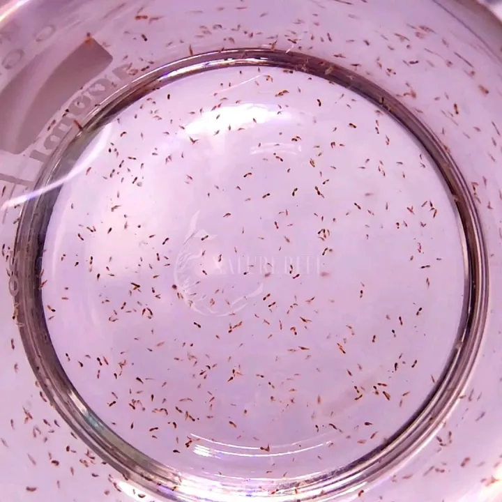 Tigrio-pod Copepod, Tigger Pod (Tigriopus californicus), Live Copepod ...