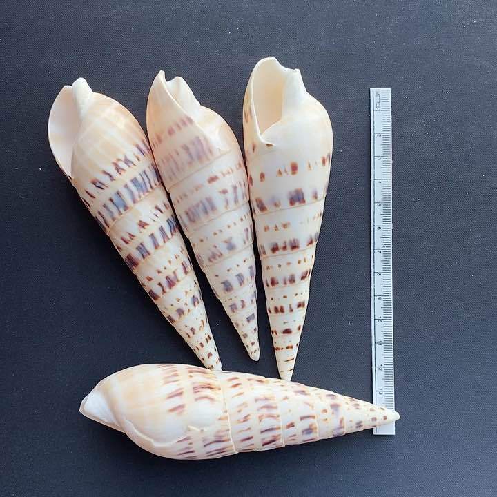 หอย หอยสังข์ยาว ไม้ไผ่ หอยทาก BAMBOO ROOT snail Long conch shell สำหรับ ...