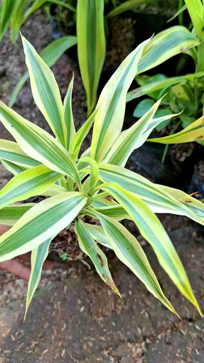 tanaman hias bambu hoki golden tanaman yang bisa hidup di air pohon ...