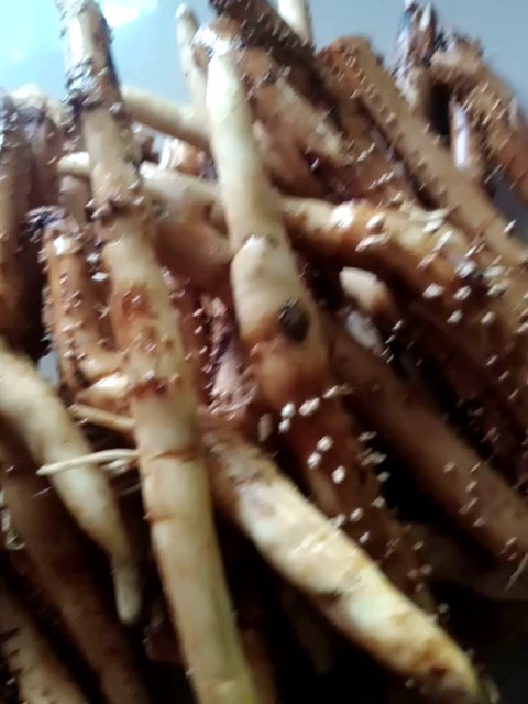 akar pinang/akar jambe / akar pohon pinang original baru di petik obat ...