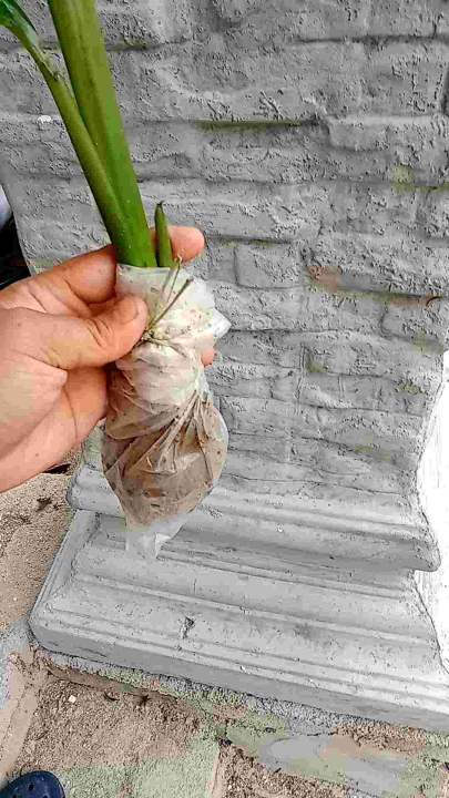 pokok pijat/ pokok cemomok | Lazada