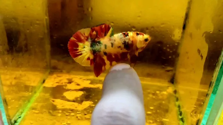 RBG (🔥 READYSTOCK / NO REQUEST 🔥) IKAN LAGA BETTA FISH MALE MARBLE ...