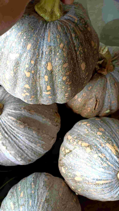 buah labu atau waluh kampung satu butir | Lazada Indonesia