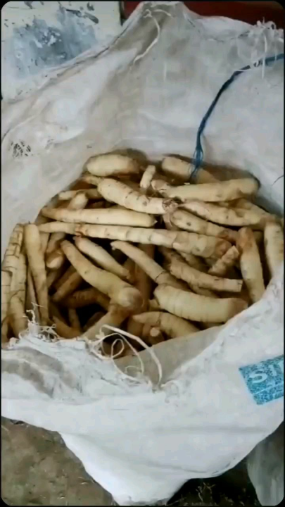 Tepung Pati Garut Asli 1 Kg tepung Garut Asam lambung Pati Angkrik Pati ...