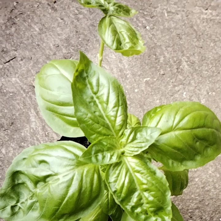 Sweet Basil Live Plant (Metro Manila, CALABARZON and Central Luzon area ...