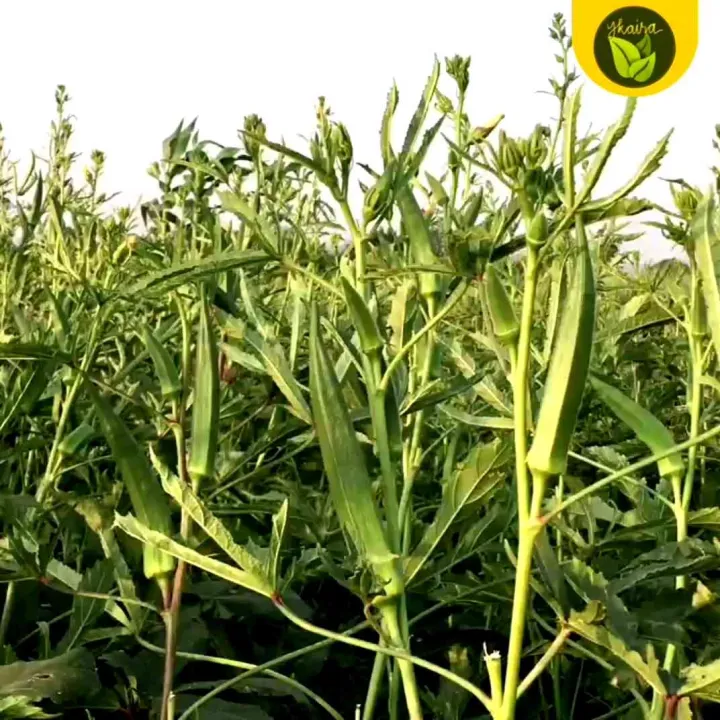 okra binhi pantanim 1 kilo seeds for planting | Lazada PH