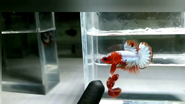 Betta fish hmpk fccp | Lazada