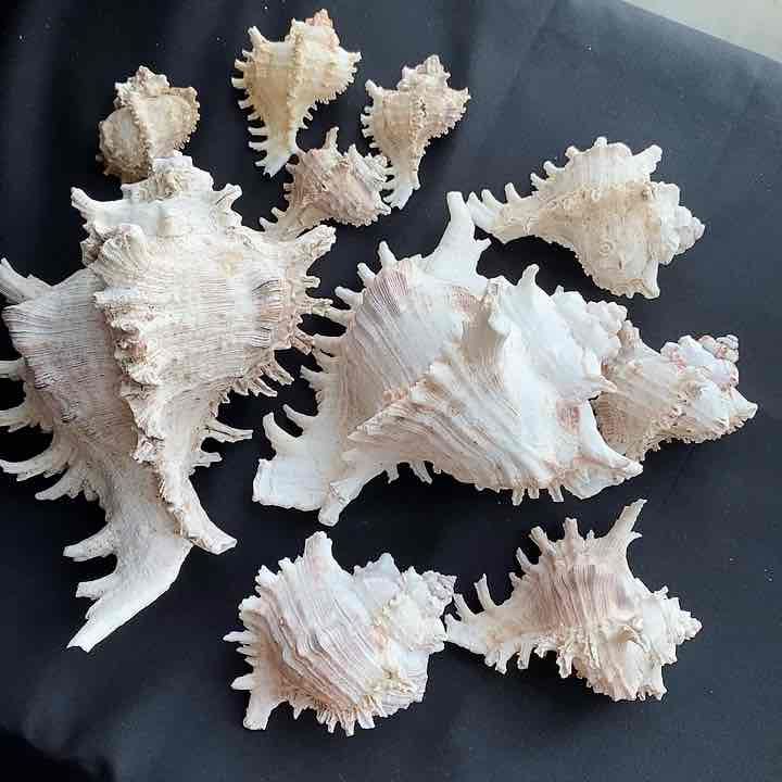 Murex shell Thousand hand sea snail big shell gaint choch หอยทากพันมือ ...