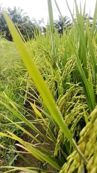 benih padi si gelis kemasan 1kg | Lazada Indonesia