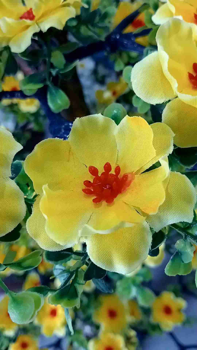 Bunga semanggi tinggi 1,3 meter | Lazada Indonesia