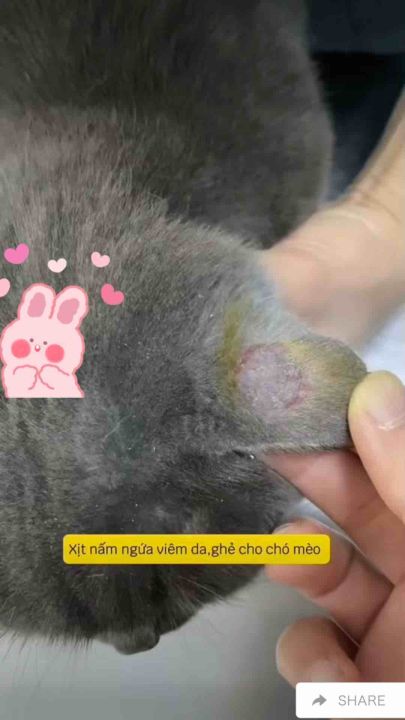 Viên Nhai Eto Modex Vemedim Diệt Ve Ghẻ Nặng Cho Chó Mèo, Và Chai Xịt ...