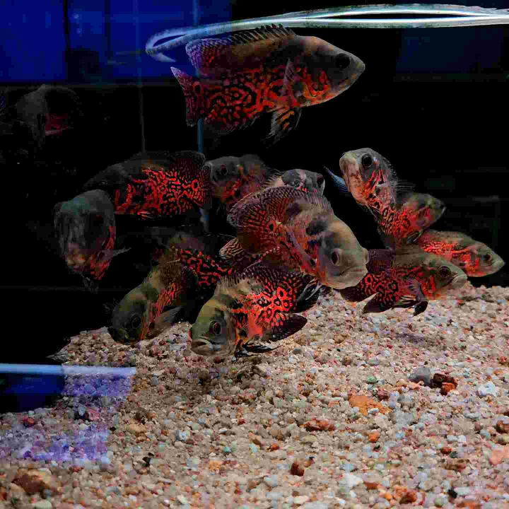 Red Oscar 9-10cm | Lazada: Buy sell online Feeders with cheap price ...