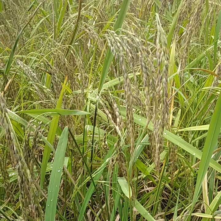 jual benih padi beras ketan hitam jenis ranggey 50 tangkai | Lazada ...