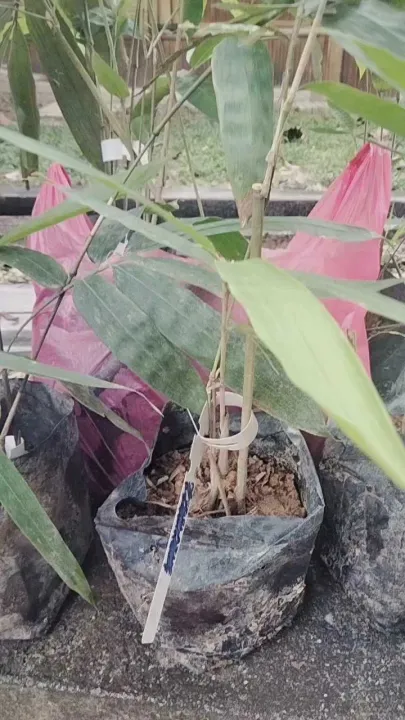 Anak pokok buluh semantan (Gigantochloa scortechinii) dalam polybag ...