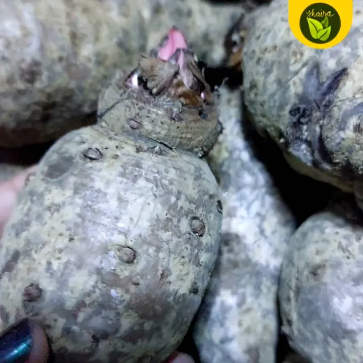 gabi taro 1 bulb seeds for planting vegetable root crop | Lazada PH