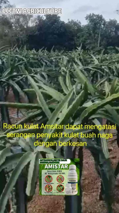 Amistar (Repack) Fungicide/Racun Kulat/Bintik Daun Alga/Hawar Daun ...