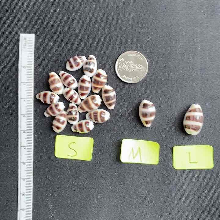 black&white small cowrie Rare Sea Snail Shell 1-2cm | Lazada.co.th