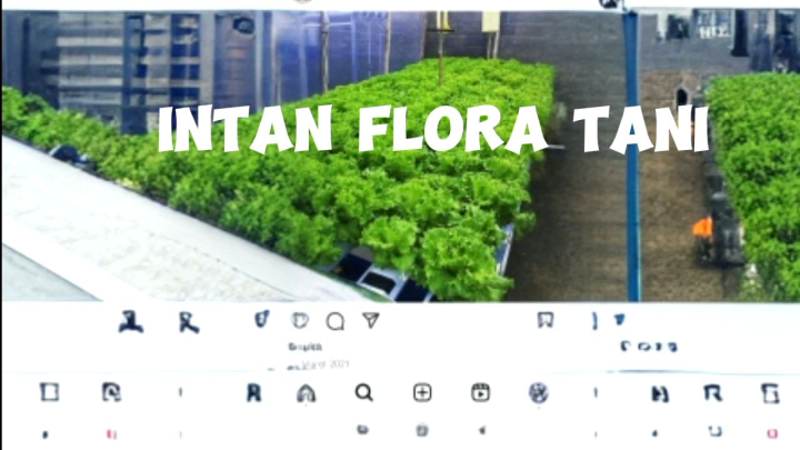 Bibit Selada Unggul Premium Kemasan Ekonomis Eceran Top-Intan Flora ...