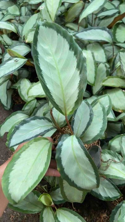 ( PROMO ) BISA COD! Tanaman Hias Calathea Darkstar Argentea / Bunga ...