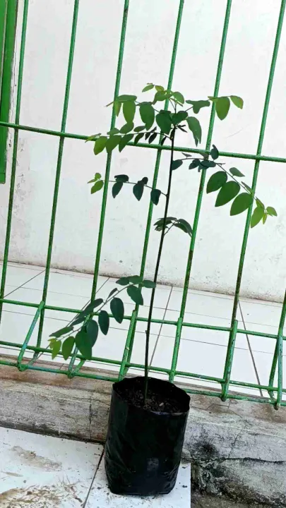 pohon katuk hidup untuk Memperlancar ASI bibit tanaman daun katuk ...