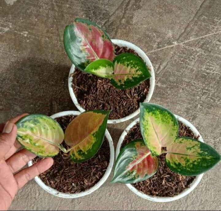 bunga aglonema Sultan Brunei | Lazada Indonesia