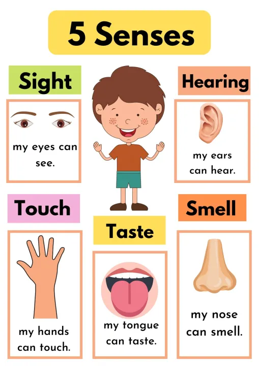 5 senses educational laminated chart | Lazada PH