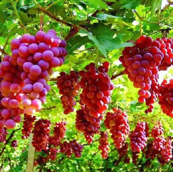 ต้นองุ่น ผลสีแดง ไร้เมล็ด พันธุ์ รูบี้ซีดเลส Beauty Seedless (Ruby ...