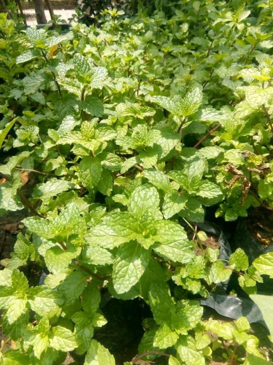 tanaman herbal daun min super harum | Lazada Indonesia