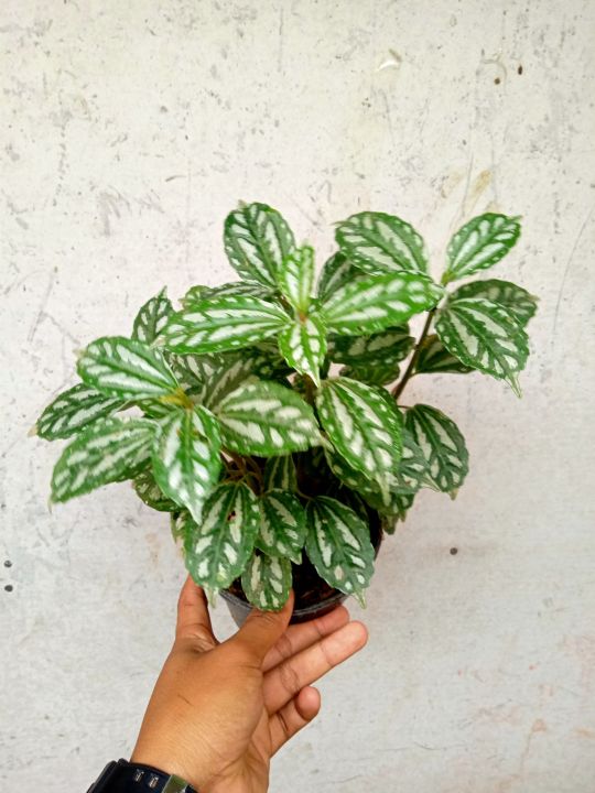 tanaman hias rumput mutiara -tanaman rumput mutiara | Lazada Indonesia