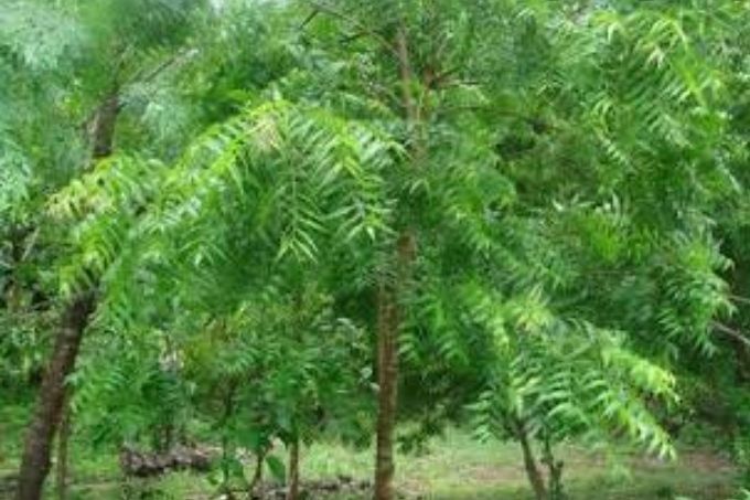 daun mimba segar | Lazada Indonesia