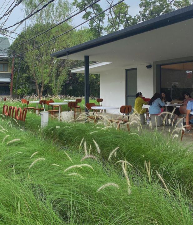 Paket 50 Tanaman hias tanaman bunga hias Alang Alang bunga putih ...