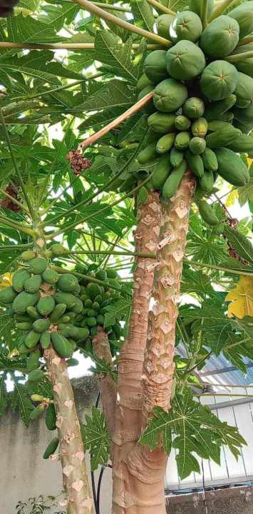 fresh papa fruit (1 kilo?) | Lazada PH