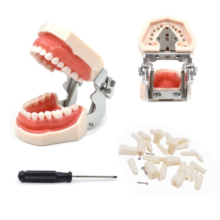 28/32 Teeth Model Soft Gum Teeth Model Detachable Simulation Teeth ...