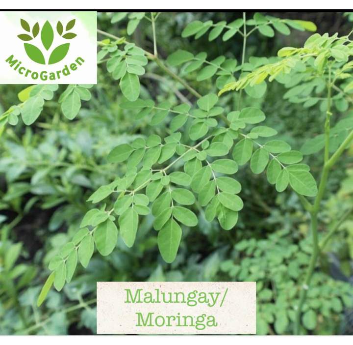 Malungay Plant Seeds Tropical Moringa Dwarf Home Gardening Plant ...