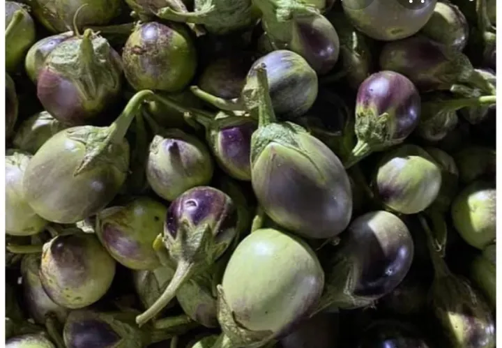 Eggplant Gwapito seeds for planting/Talong na bilog | Lazada PH