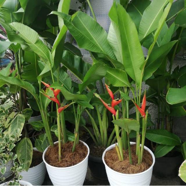 tanaman hias pisang Bali/ pisang Pisangan Bali/pisang Betet/tanaman ...
