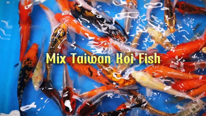 Taiwan Koi Fish 4+/-"inci | Lazada
