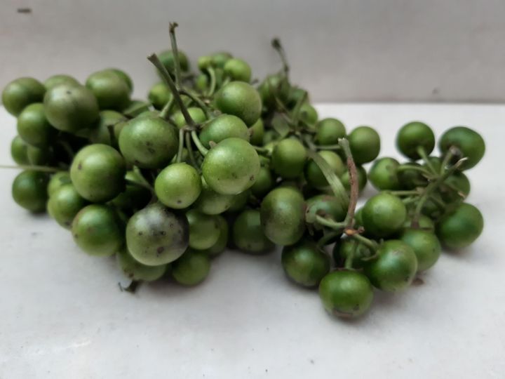 leunca sayur 1 kg promo sayur segar | Lazada Indonesia