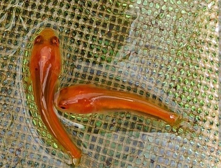 anak ikan haruan,, untuk ubat lepas salin atau hiasan | Lazada