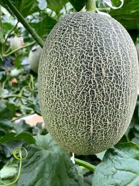 Melon seeds (20seeds) - hami melon seeds | Lazada PH