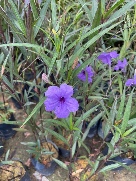 Ruellia blue flower real plant free extra organic fertilizer 0.5kg free ...