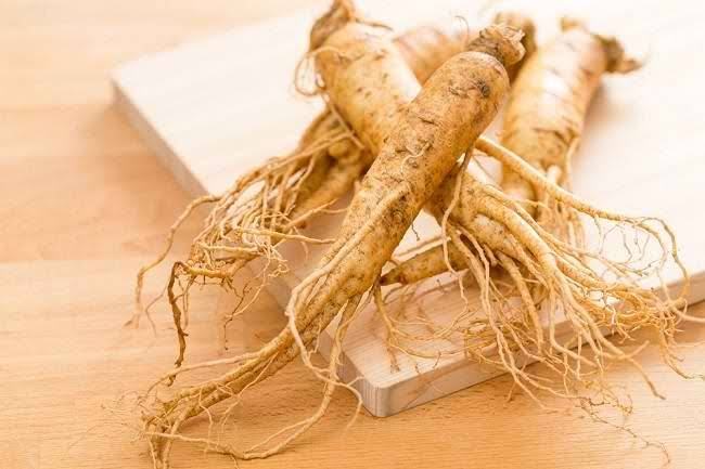 Bibit Tanaman Ginseng / Pohon Gin seng Jawa Siap Tanam ( Beli 5 GRATIS ...