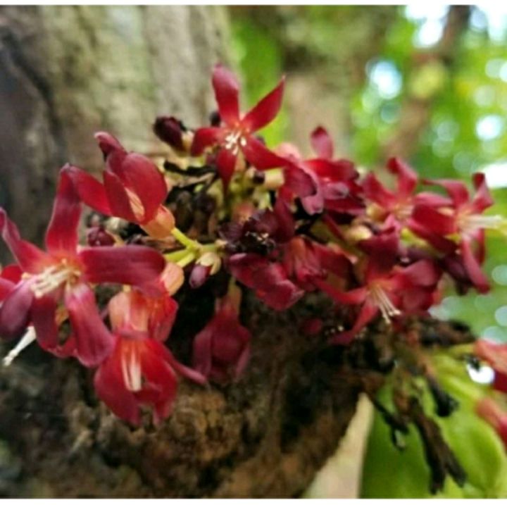 Bunga Belimbing Wuluh Segar Murni Tanpa Daun Dan Buahnya | Lazada Indonesia