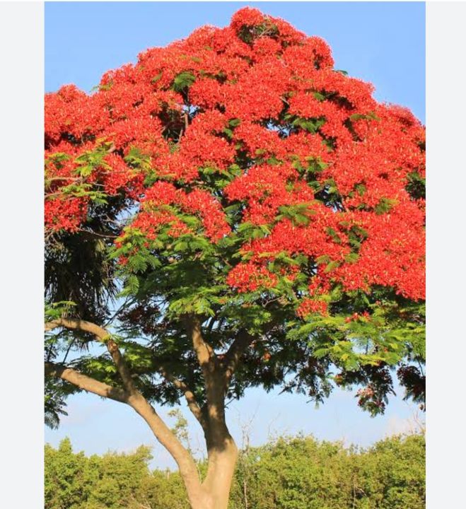 Royal Poinciana Fire Tree SEEDS - 10PCS. | Lazada PH