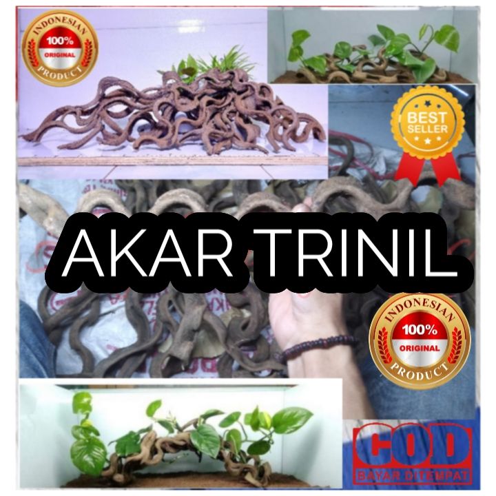 akar trinil | kayu trinil | akar langit | aquascape | hardscape ...