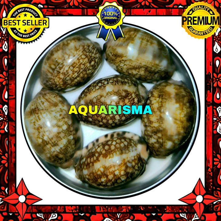 DEKORASI AQUARIUM - 2 PCS CANGKANG KERANG COWRY CYPRAEA MAURITIA ...