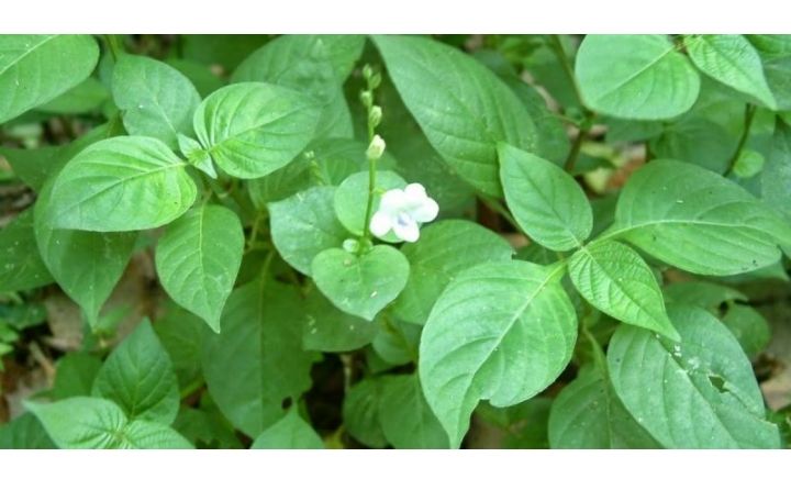 pokok rumput israel | Lazada