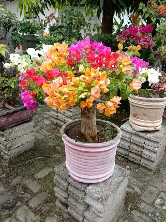 Tanaman Hias Bugenvil Bunga Kertas Bonsai 5 Warna Cantik Lazada Indonesia