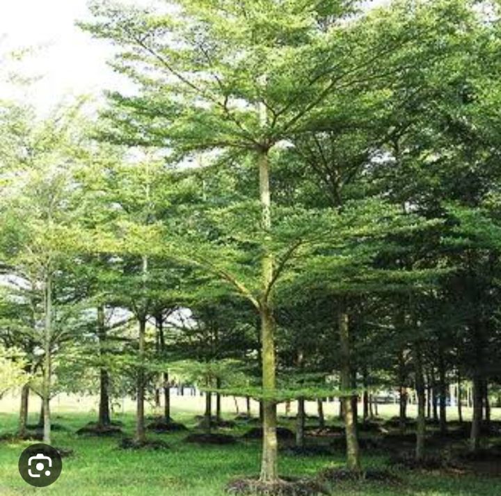 TERMINALIA MANTALY / AFRICAN TALISAY GREEN SEEDS - 10 pcs. | Lazada PH